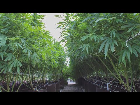 Missouri sees more than 140 medical cannabis dispensaries open in under a year