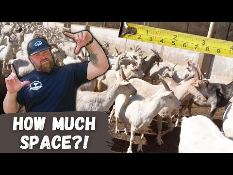 How much space do goats need?