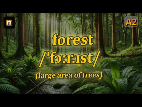 [n] Forest meaning (large area of trees) with 5 examples