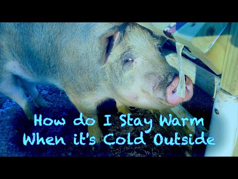 Frosty Pigs - How do they Stay Warm in Cold Weather