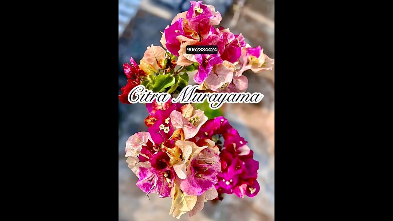 150+ Top Bougainvillea Varieties 2026 I'd with Names | Thai Varieties Bougainvillea I'd Names