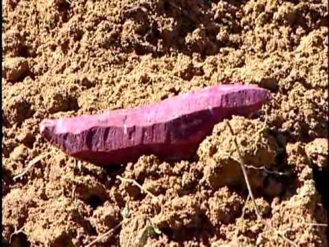 Stokes Purple Sweet Potato