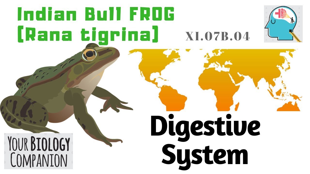 XI.07B.04 – Frog – Digestive system l | NEET / AIIMS