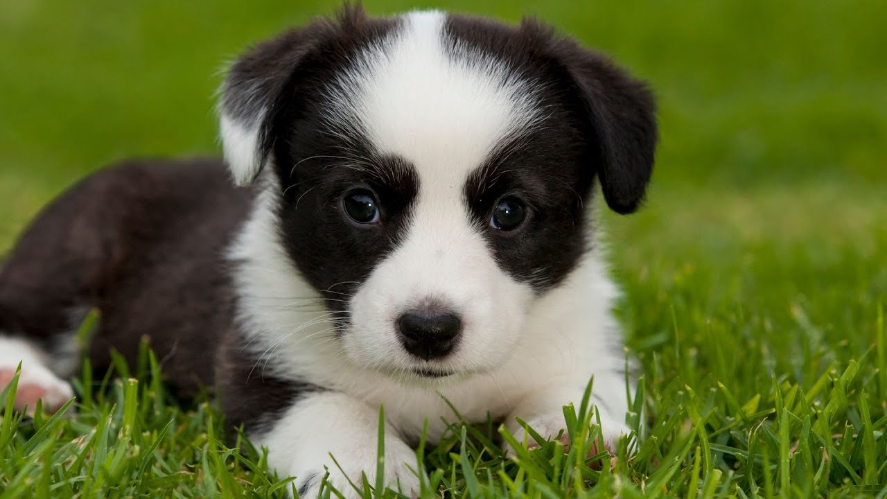 Grooming Basics for Cardigan Corgis