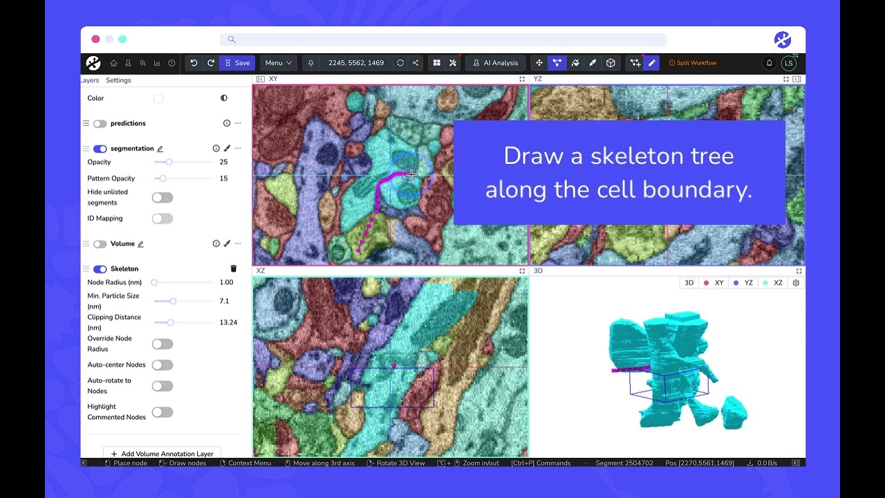 Splitting cells with the split segment toolkit in WEBKNOSSOS.