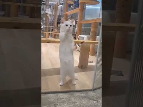 Funniest Animals 🐧 Best Of The 2023 Funny Animal Videos  #shorts
