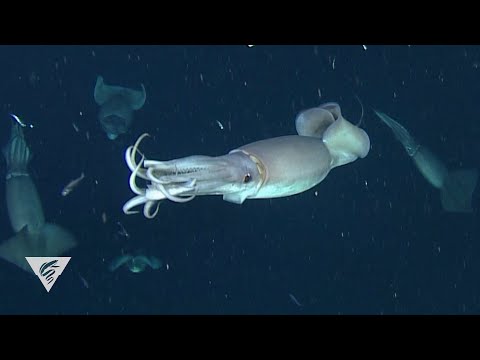 How the Deep Sea Squid Communicates in Fascinating and Flashy Ways