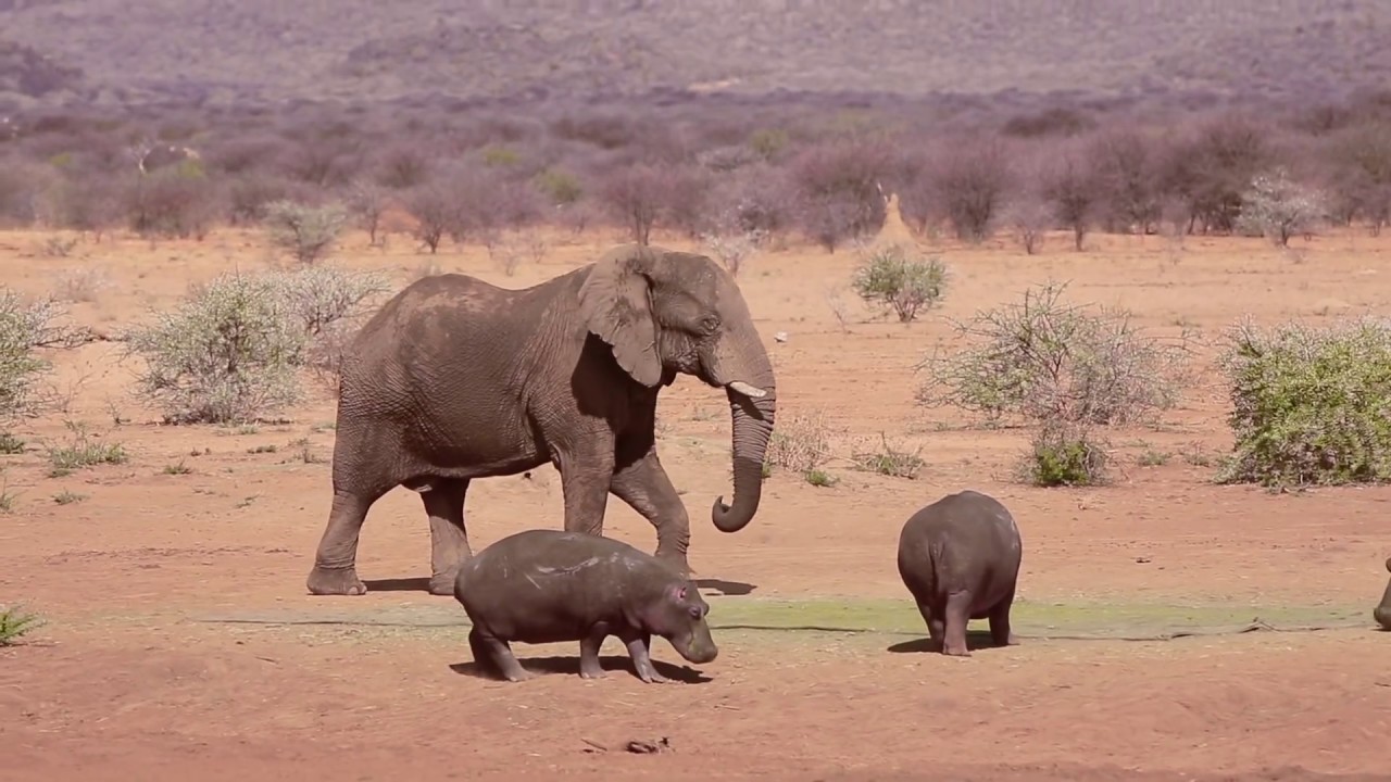 Elephant charges Hippo