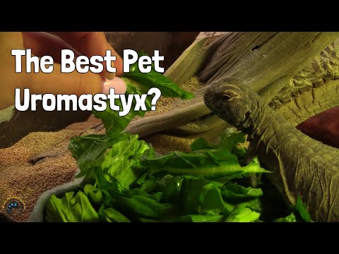 How to Take Care of a Pet Egyptian Uromastyx! - Meet Raja!