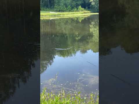 Pond fishing in South Carolina