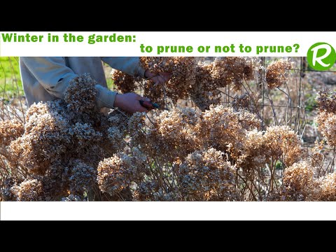 In the Garden: What Not to Prune in Winter