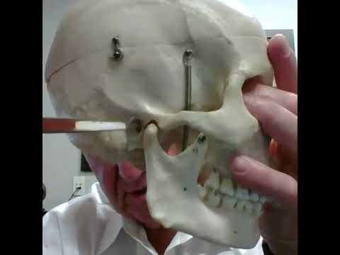 Why TMJ Pain Feels Like It’s in Your Ear 🦻🦷 | Anatomy Breakdown #tmjd