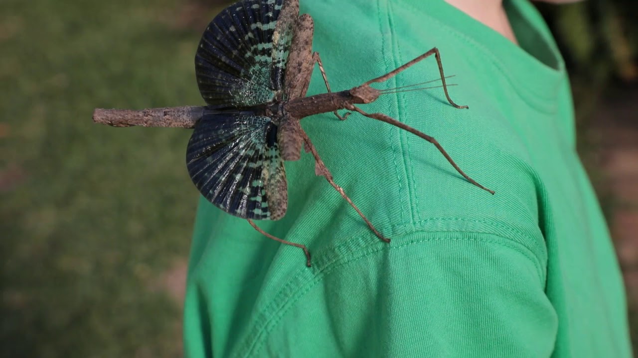 Stick insect dancing | Crowned stick insect