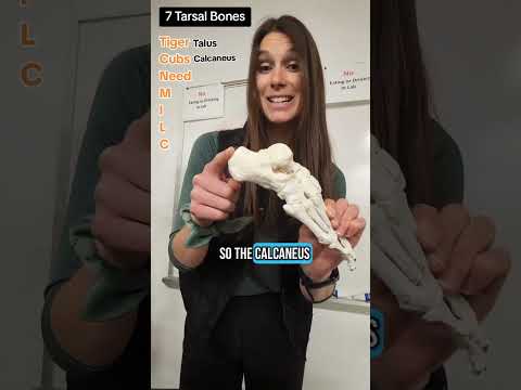 Never forget the 7 tarsal bones of the foot #anatomy #anatomyandphysiology #stem #anatomyquiz