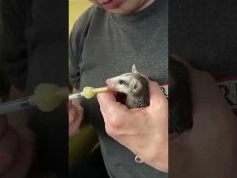 Feeding baby possum