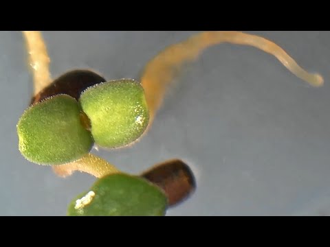 True Hyssop seed germination #Timelapse