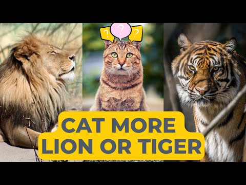 Your Cat More of a Lion or a Tiger. Which Big Cat is the Closest Relative of Domestic Cats?