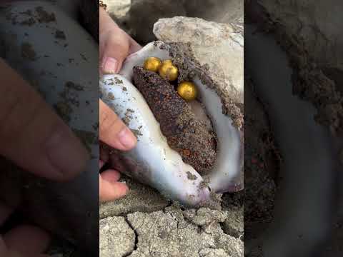 Found Perfect Gold Pearl In Giant Shell Secret Soil