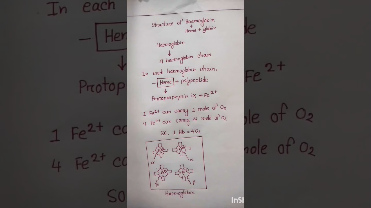 structure of haemoglobin