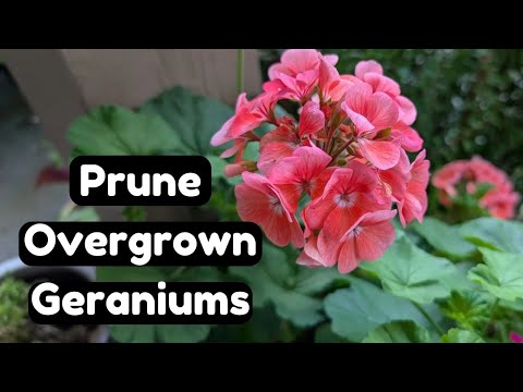How to Prune Overgrown Geraniums & Take Cuttings (The Easy Way!) 🌸🌱 Pelargonium Propagation