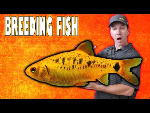 How to Breed Gold Barbs and Raise Fry Fast!