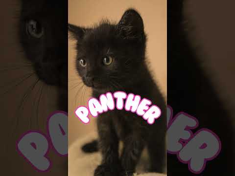 P NAMES for Cats - (10 CUTE Cat Names That Start With "P" for Male and Female Cats) #shorts