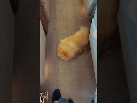 Jeffree Star and his Pomeranian | 16 Jan 21 #8 | Instagram Stories