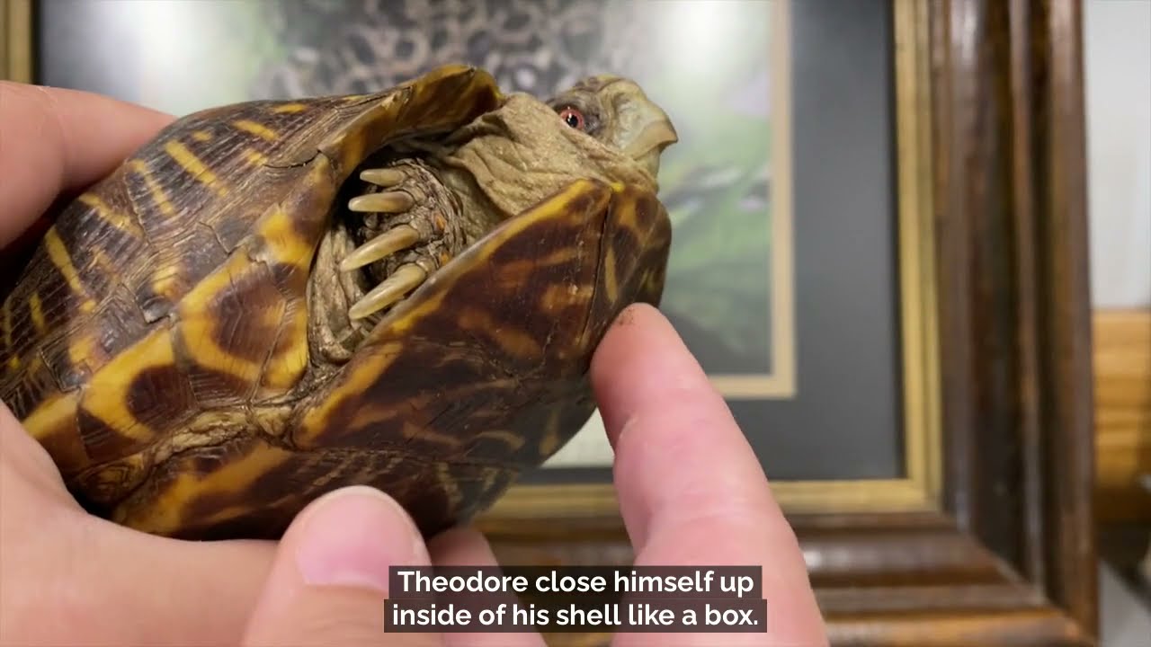 Awesome Adaptations of the Ornate Box Turtle from the Baker Wetlands Discovery Center