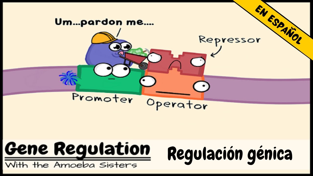 ¿Cuál es la diferencia entre un operón inducible y un operón reprimible ...