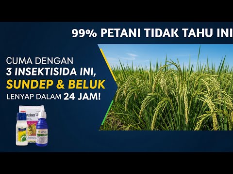 Jutaan Petani Belum Tahu! 3 Insektisida Ampuh Ini Bikin Hama Sundep Lenyap Total!