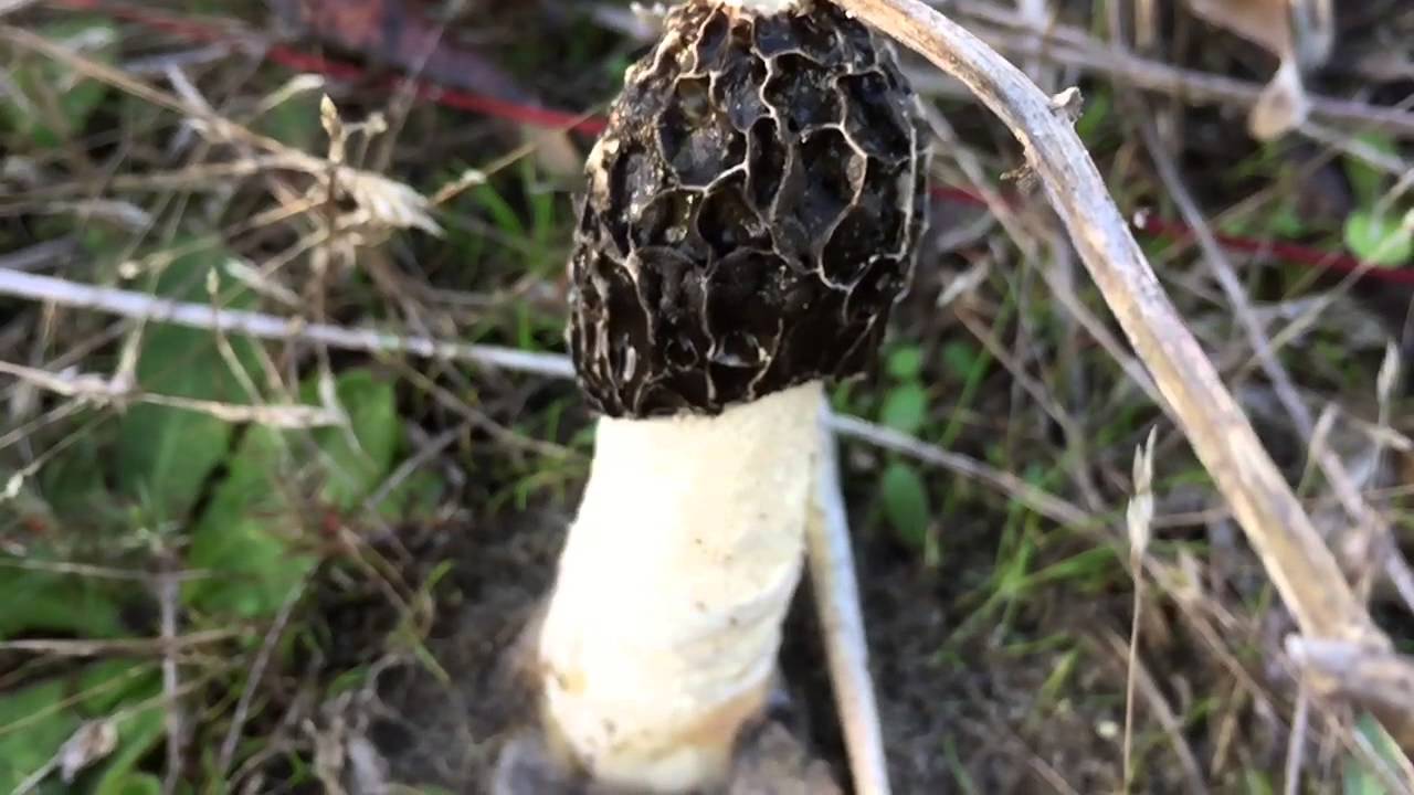 Phallus impudicus | Stinkhorn Mushroom HD