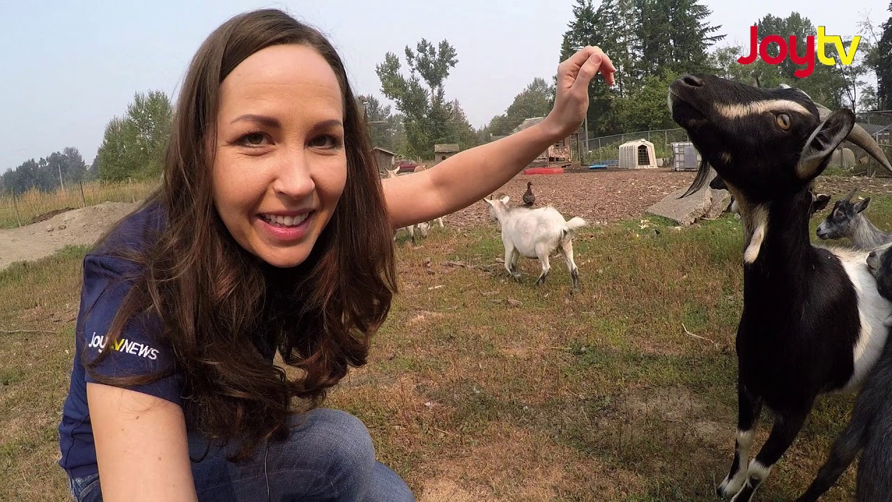Fraser Focus - Did You Know?: Goats
