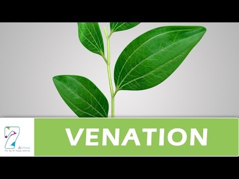 Video: Reticulate and Parallel Venation Video Lecture - NEET