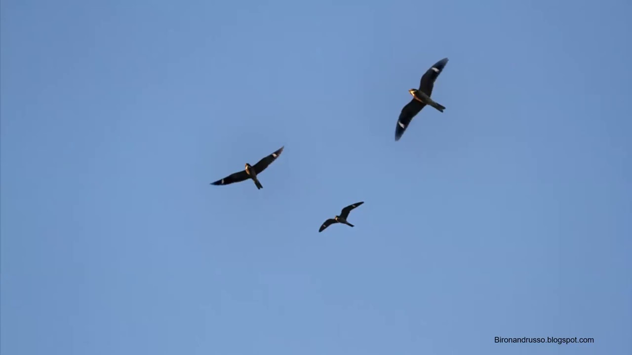 We Count! Raptor Migration Monitoring in the Americas - Julie Brown