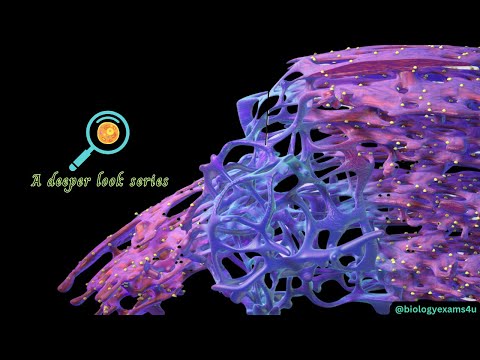 Endoplasmic reticulum Types, Structure and Function in 8 minutes