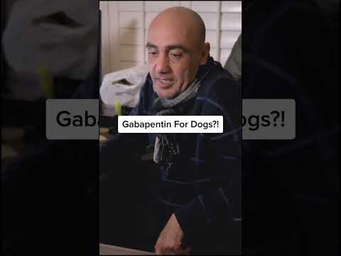 Gabapentin For Dogs?! #Shorts