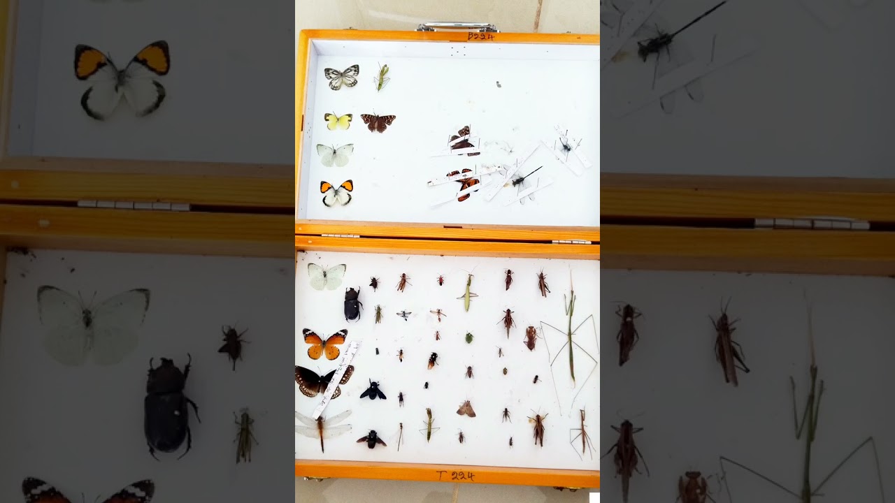 Agriculture Student.. Entomology box #entomology  insect collection 🪳🦟🪲