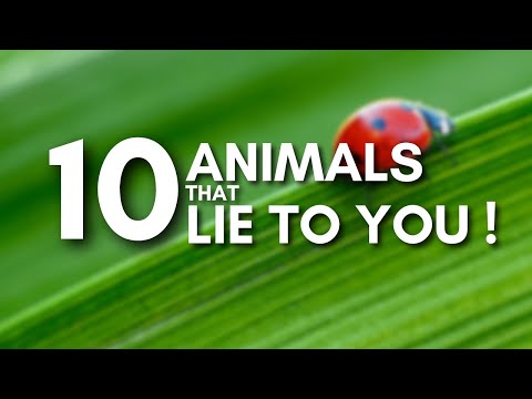 10 Animals with Names That Don’t Mean What You Think!