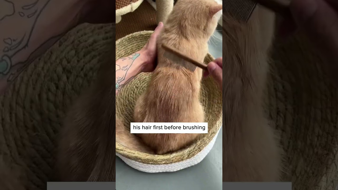 Dry Clean Your Cat While Combing ✨🙀