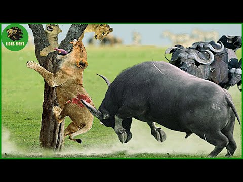 100 Horrific Moments When Deadly Horns Crush Predators | Animal Fighting