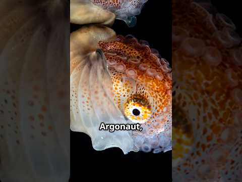 This Isn’t a Nautilus — It’s Something Stranger 🐙
