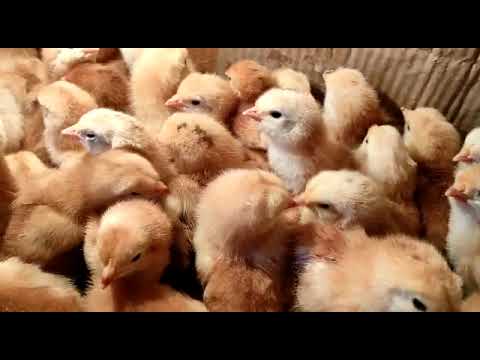 Rhode Island Red Chicks - Wholesale Price & Mandi Rate for RIR Chicks