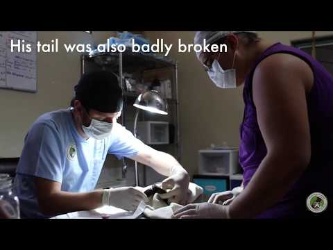 Surgery and Rehabilitation of Howler Monkey Attacked by Alpha Male