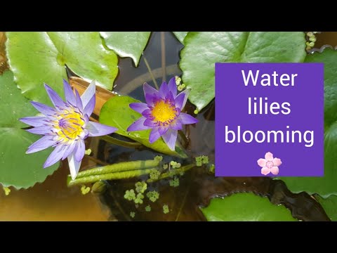 3 water lilies blooming and one among them is white🌸 #Shorts #slomofastmo