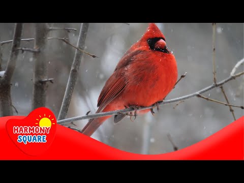 What is the Kingdom Animalia - More Science on the Learning Videos Channel