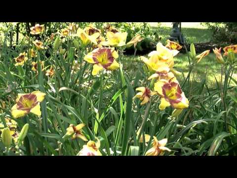 The Lee Garden Part 1