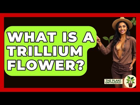 What Is A Trillium Flower? - The Plant Enthusiast