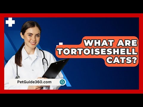 What Are Tortoiseshell Cats? - PetGuide360.com
