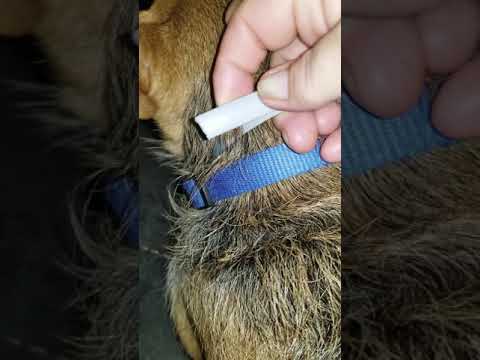 Lynfun Pro Guard Flea And Tick Collar Review