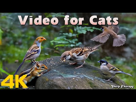 Cat TV for Cats to Watch: Cute Birds singing, Chipmunks & Squirrels in Autumn Forest ๐ฆ 4K